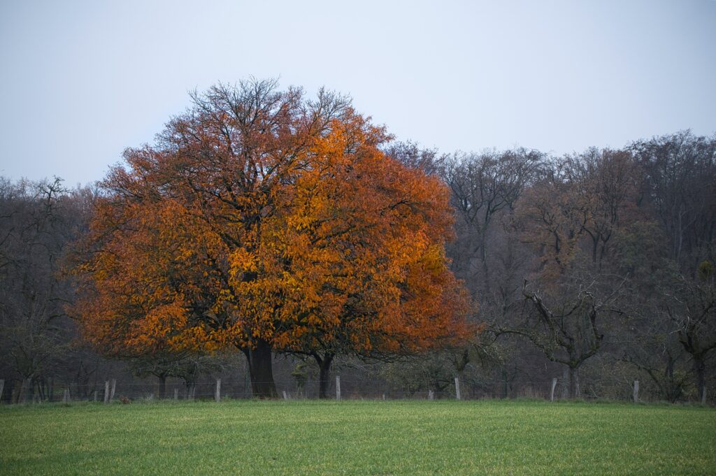 Professional Tree & Lawn Care Services | Hill Country Pest Control